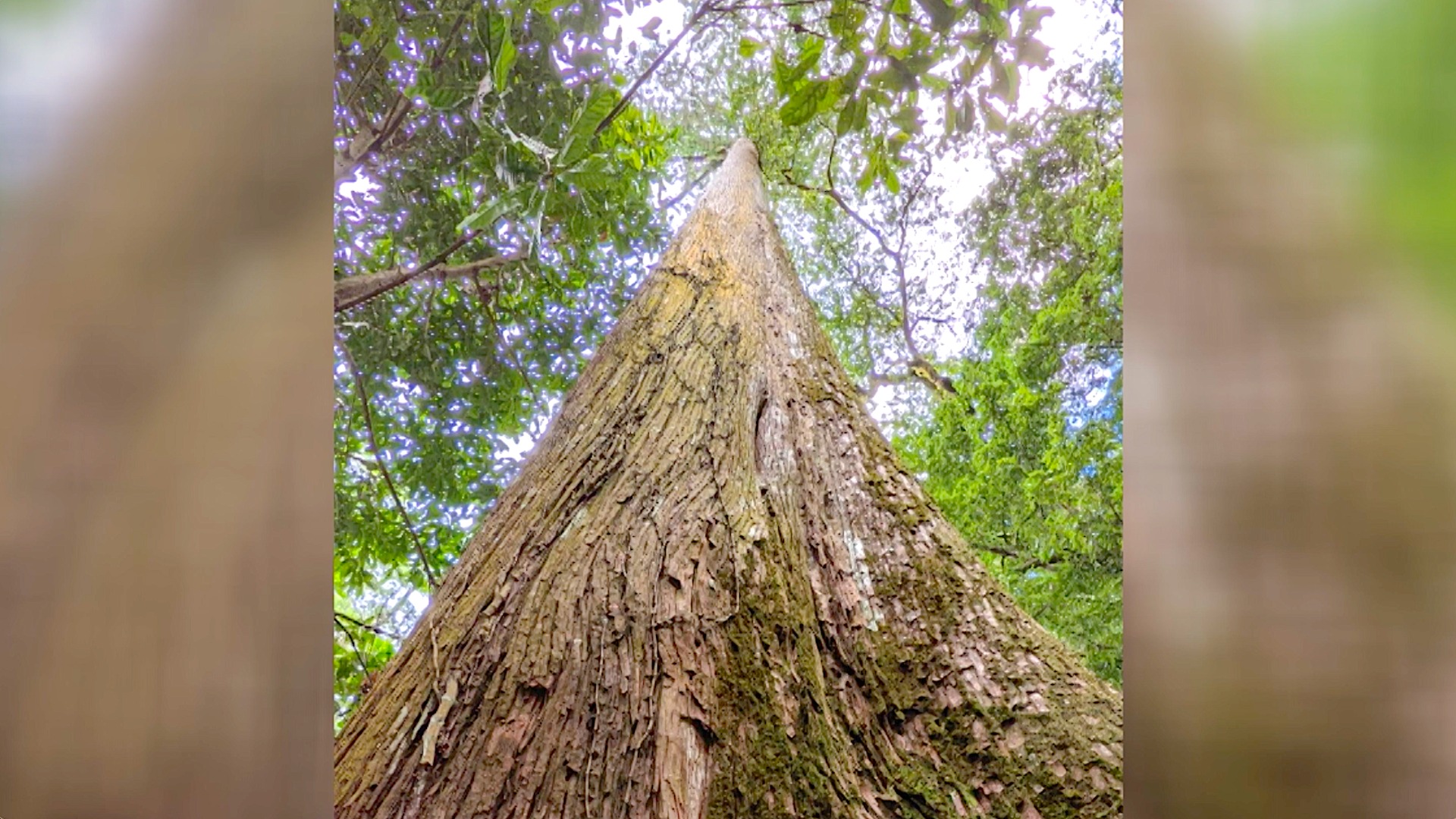 The Search for Taiwan's Tallest Tree - TaiwanPlus