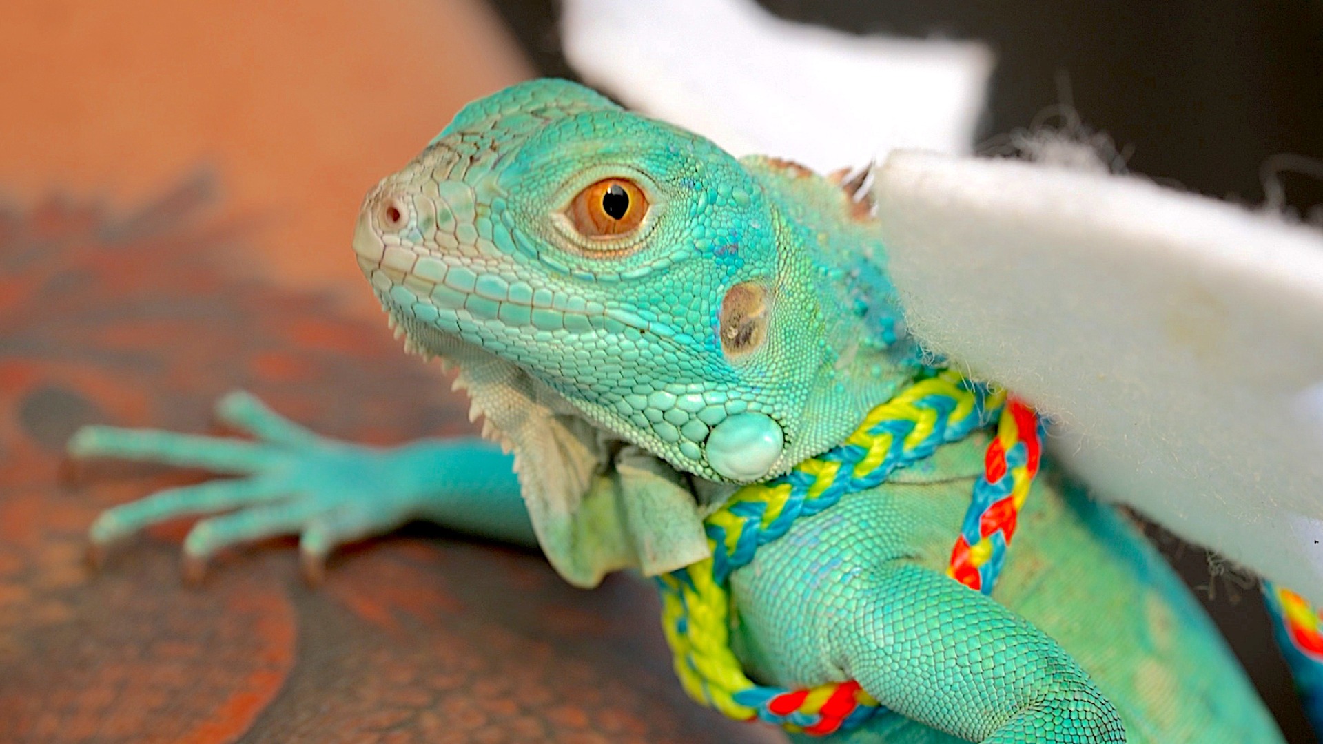 Why Taiwan's Invasive Green Iguanas Are So Successful - TaiwanPlus