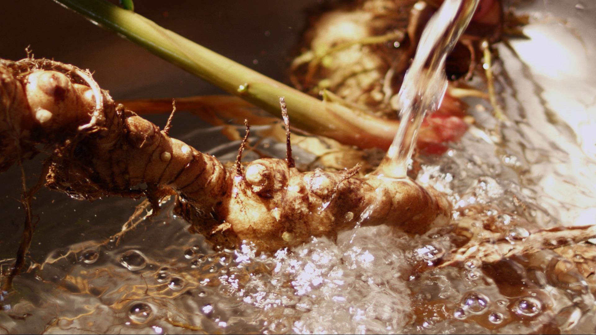 Taiwan's Food Delights - The Story of the White Ginger Lily - TaiwanPlus