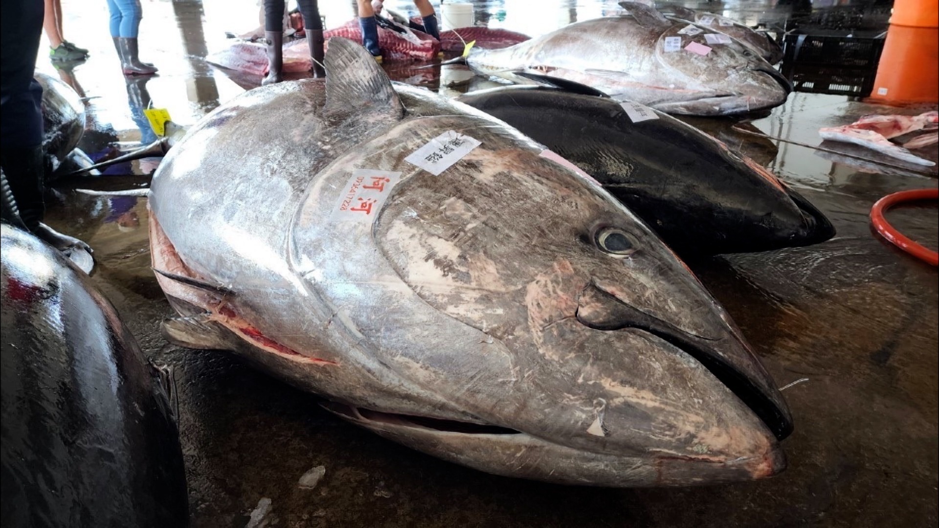 Taiwan's Tuna Season Ending - TaiwanPlus