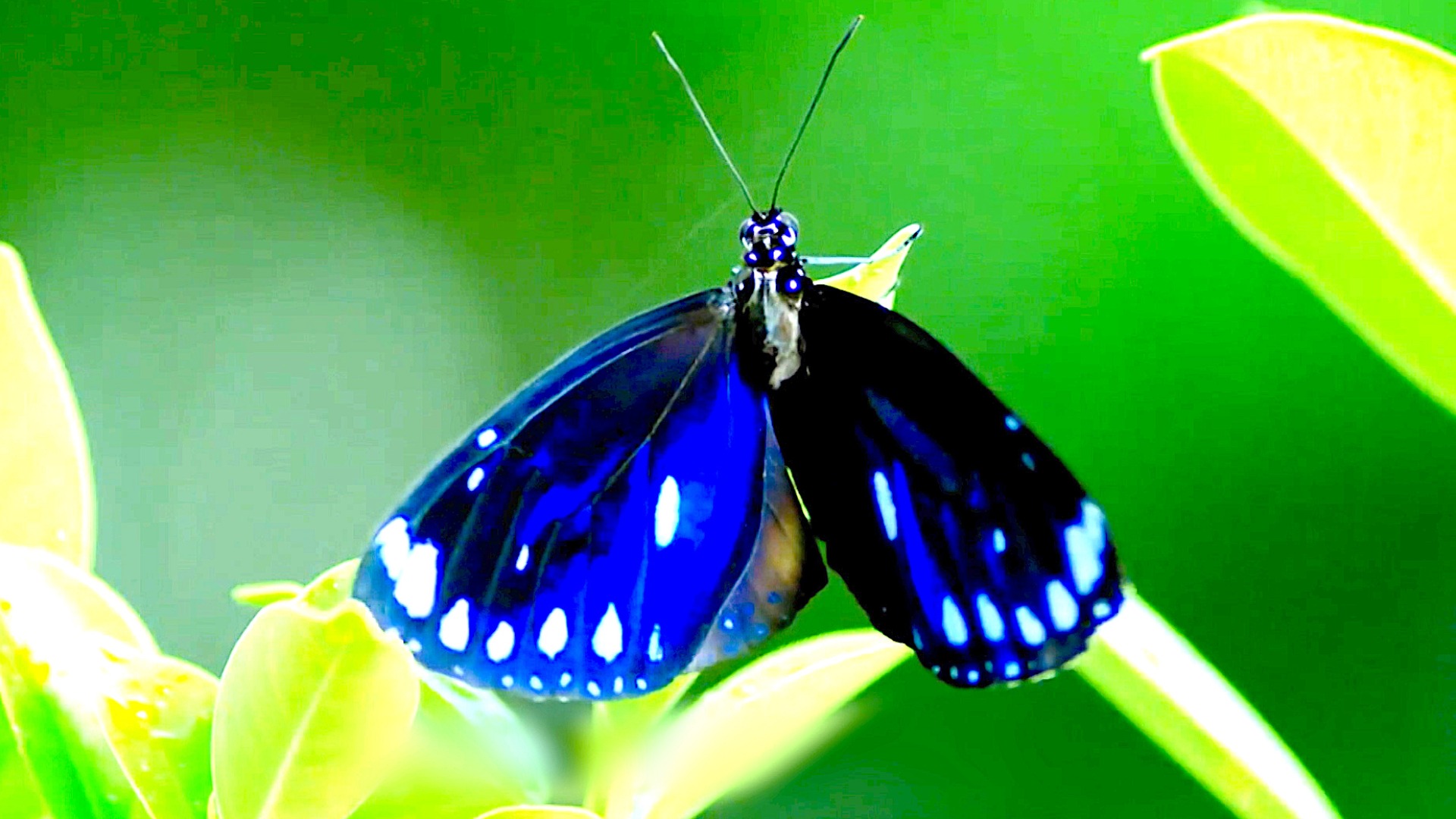 Documenting Taiwan's Purple Crow Butterfly - TaiwanPlus