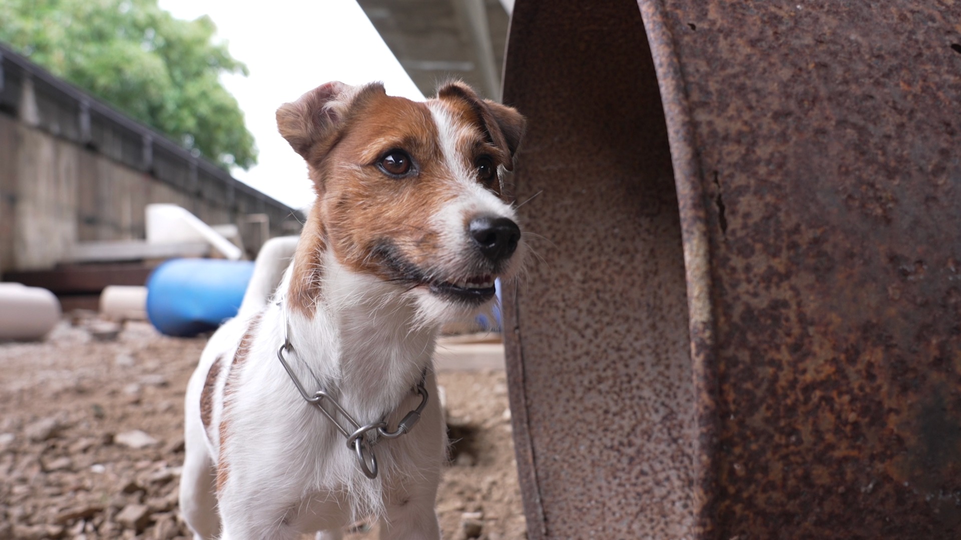Furry Heroes: Meet Taiwan's Search and Rescue Dogs - TaiwanPlus