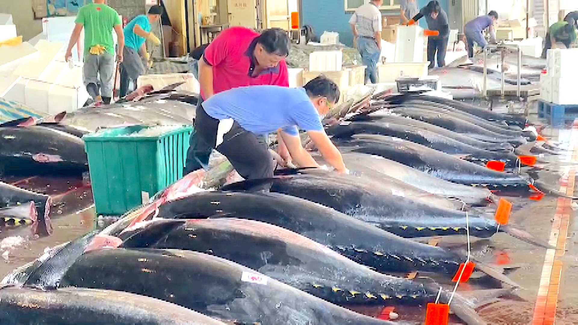 Record Number of Bluefin Tuna Caught off Yilan Coast - TaiwanPlus