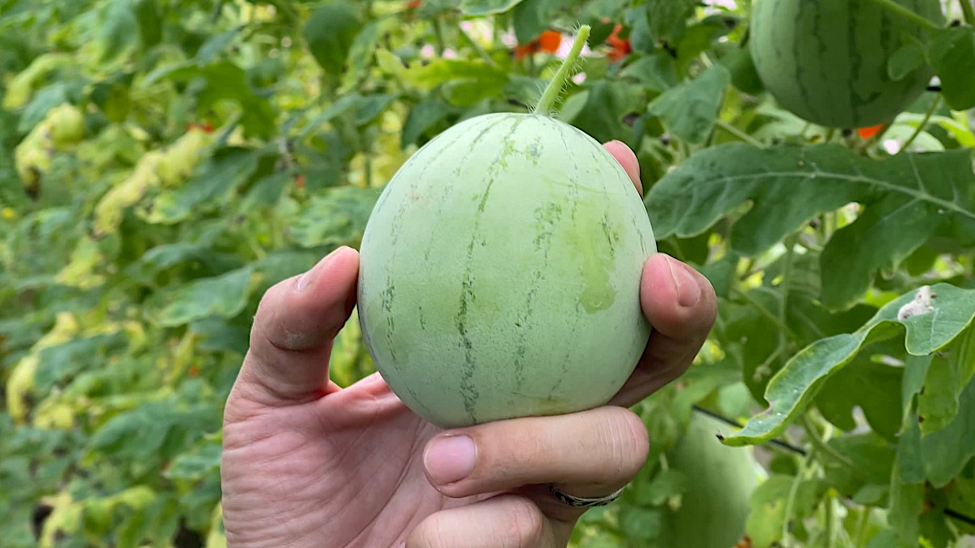 Introducing Taiwan's Single-Serve 'Miniball' Watermelon - TaiwanPlus
