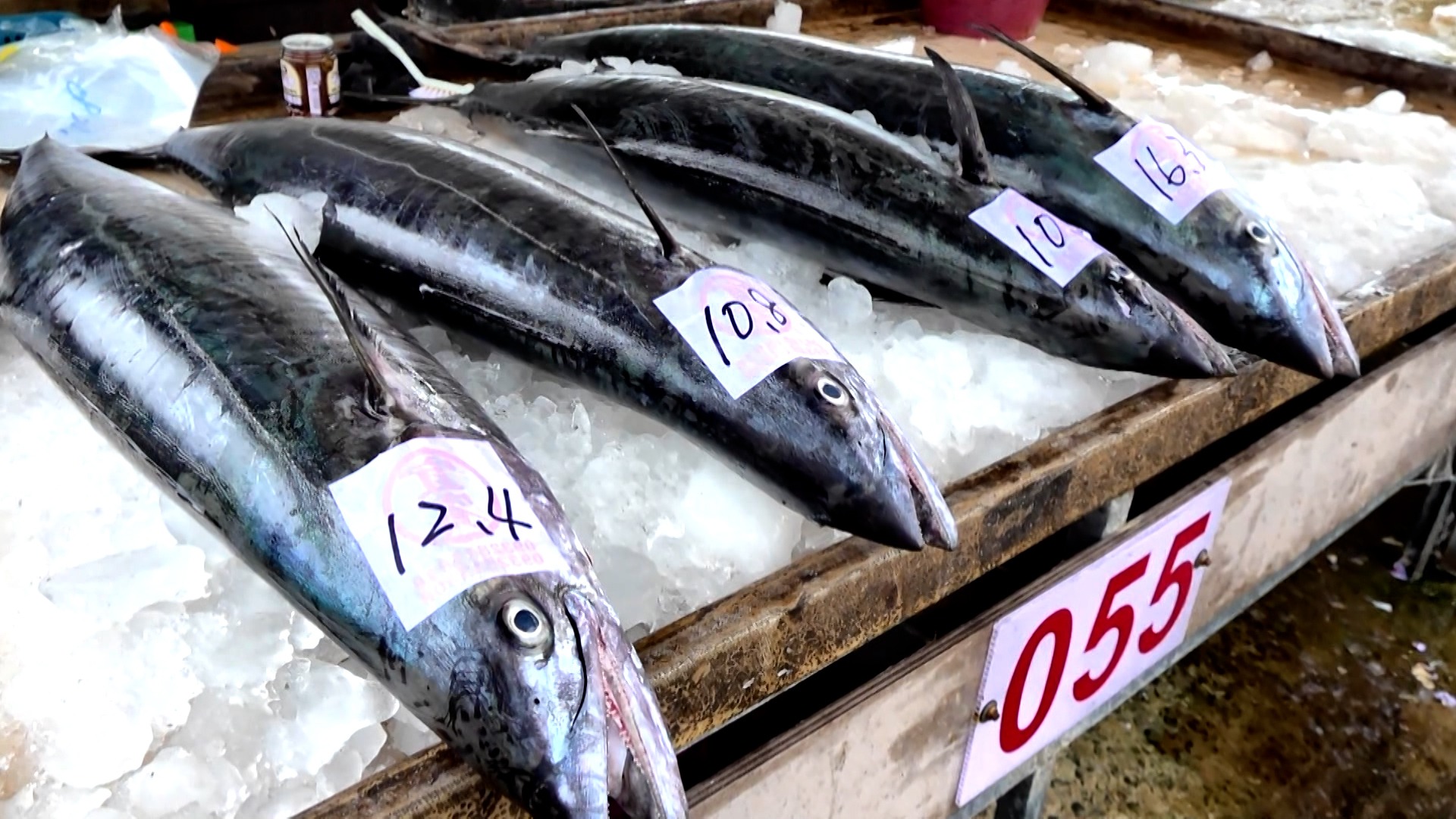 Platinum and White Diamond: The Famous Fishes of Penghu - TaiwanPlus