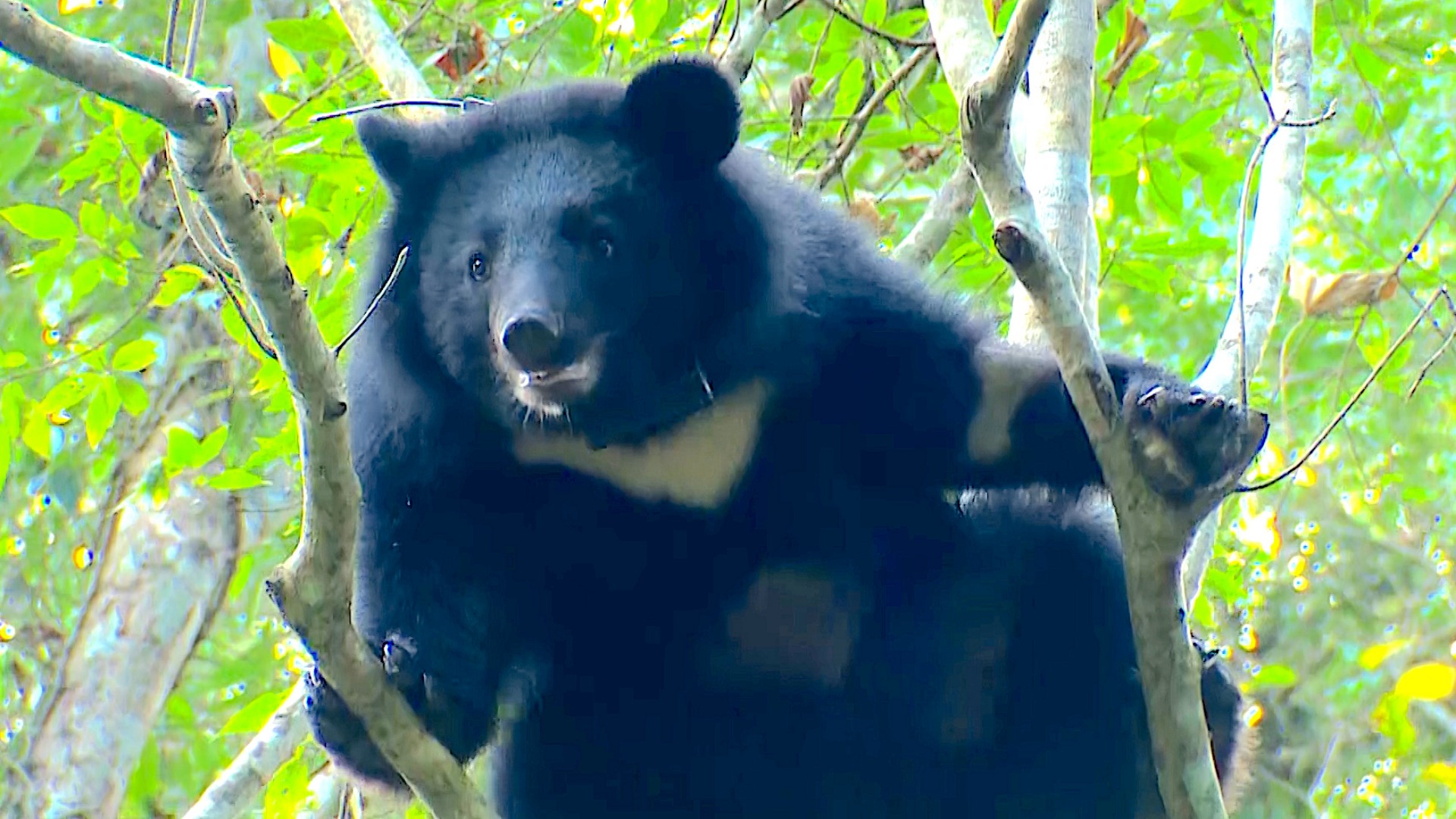 Formosan Black Bears and Their Crisis - TaiwanPlus