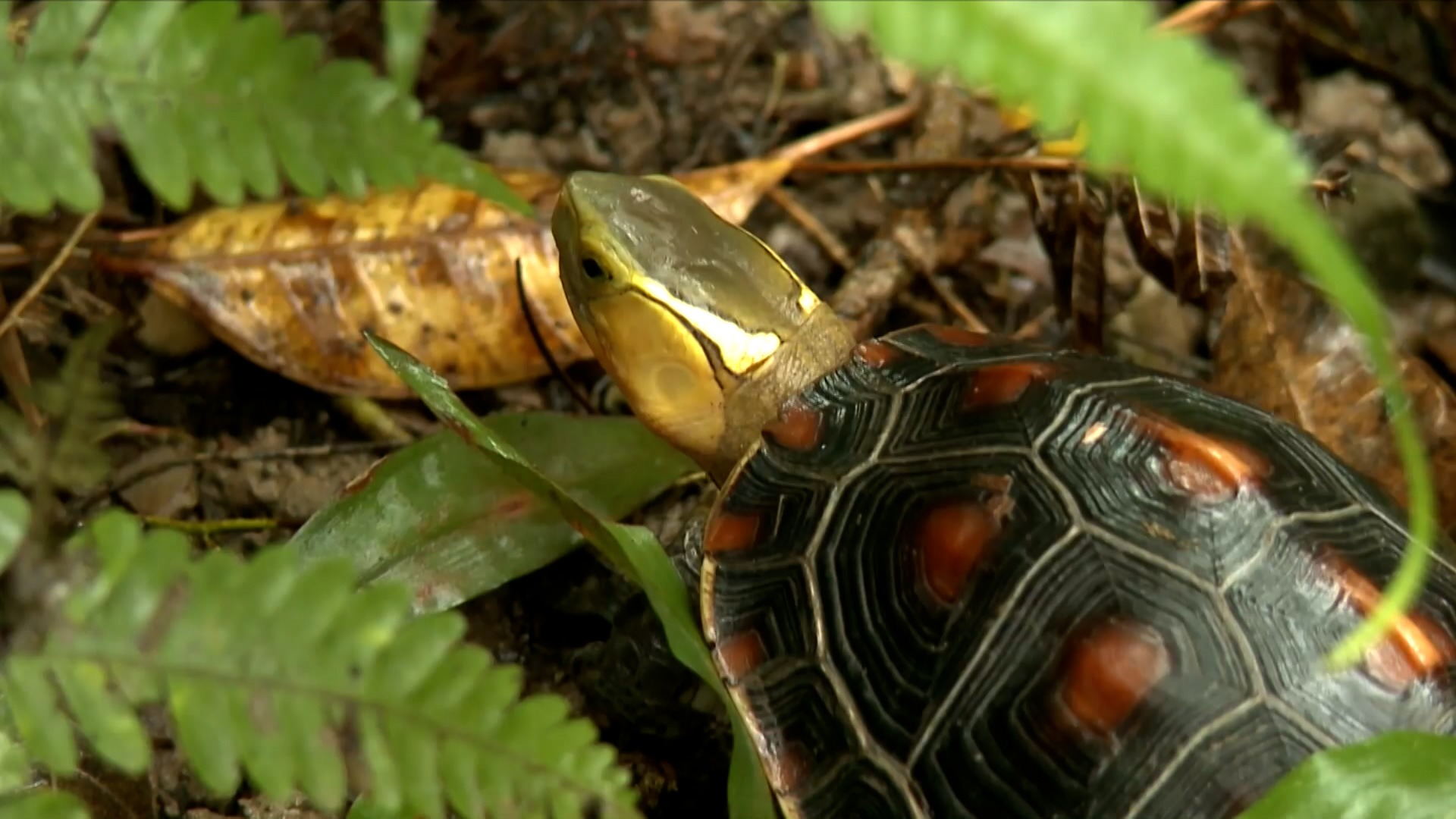 Endangered Box Turtles - TaiwanPlus