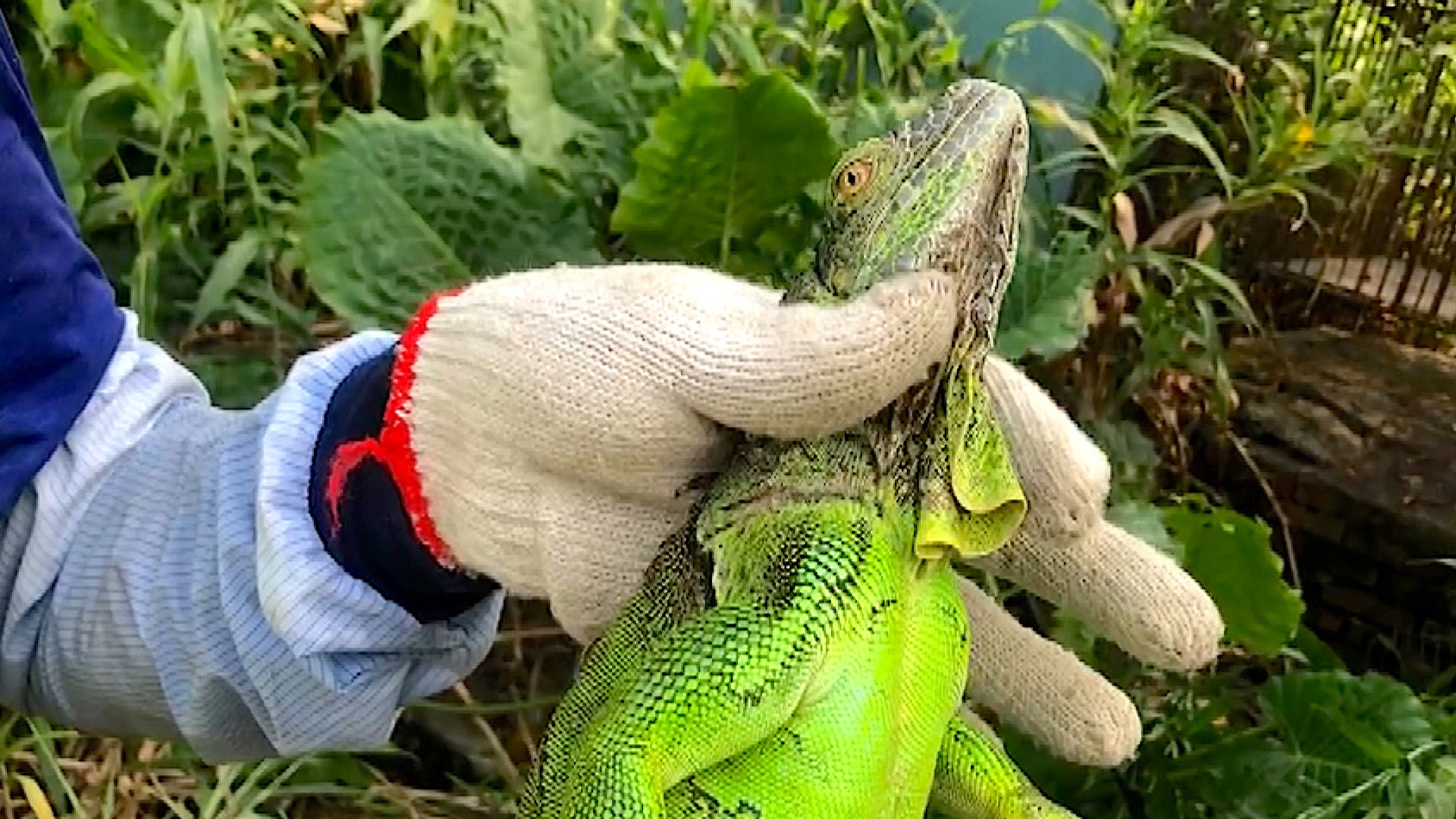 Taiwan's Invasive Green Iguana Problem - TaiwanPlus
