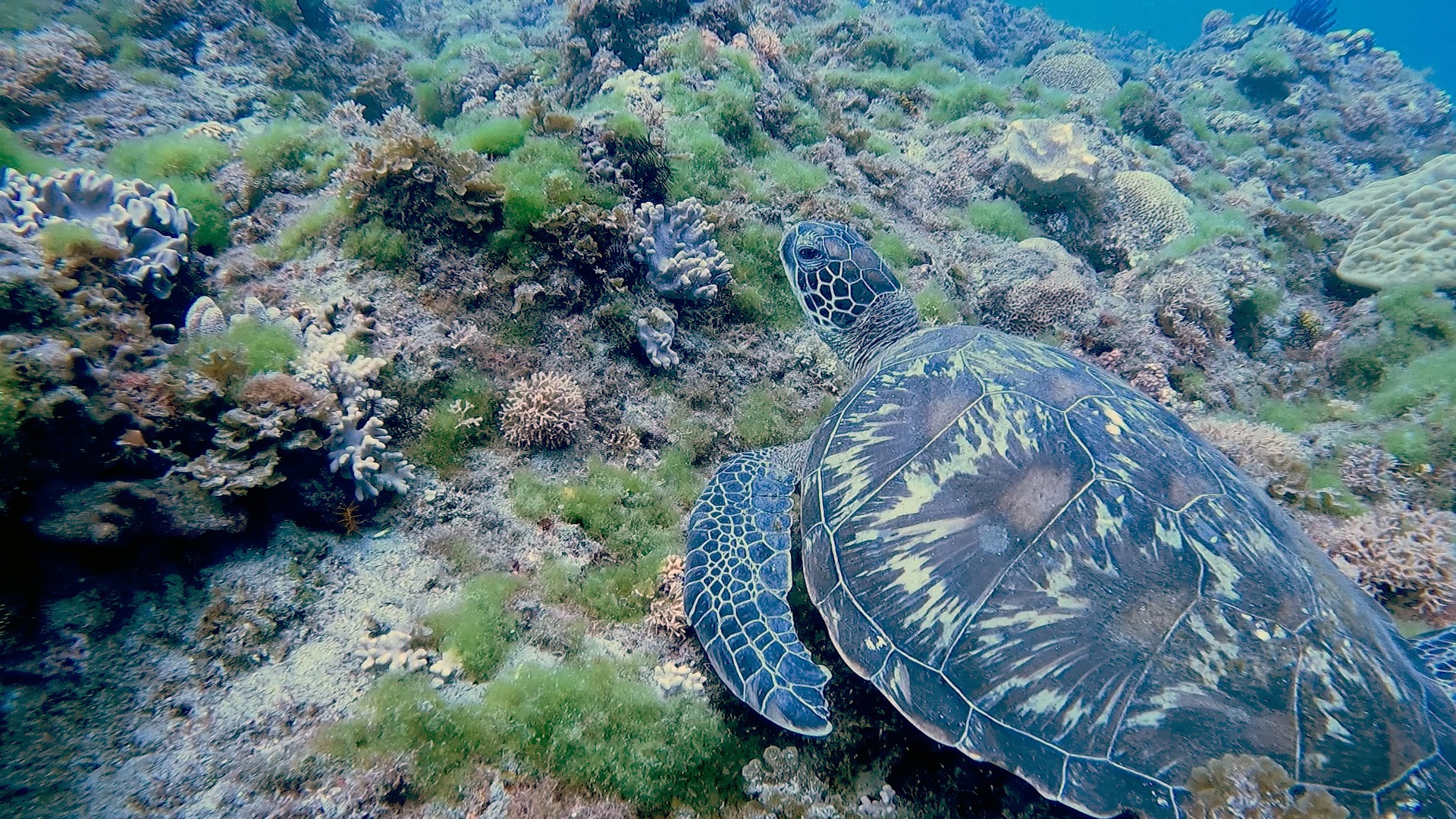 Tourist Surge Not Great for Xiaoliuqiu's Sea Turtles - TaiwanPlus