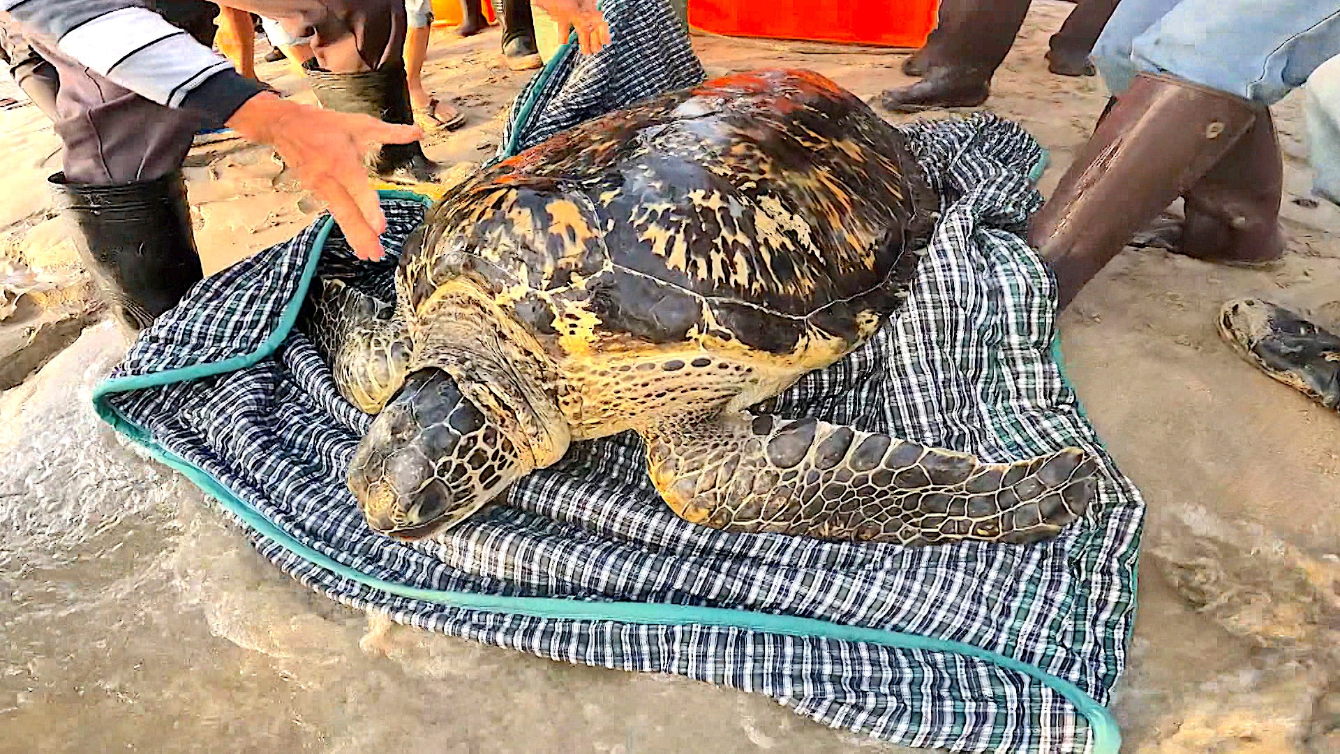 Sea Turtles Freed After 50 Years in Captivity in Penghu - TaiwanPlus