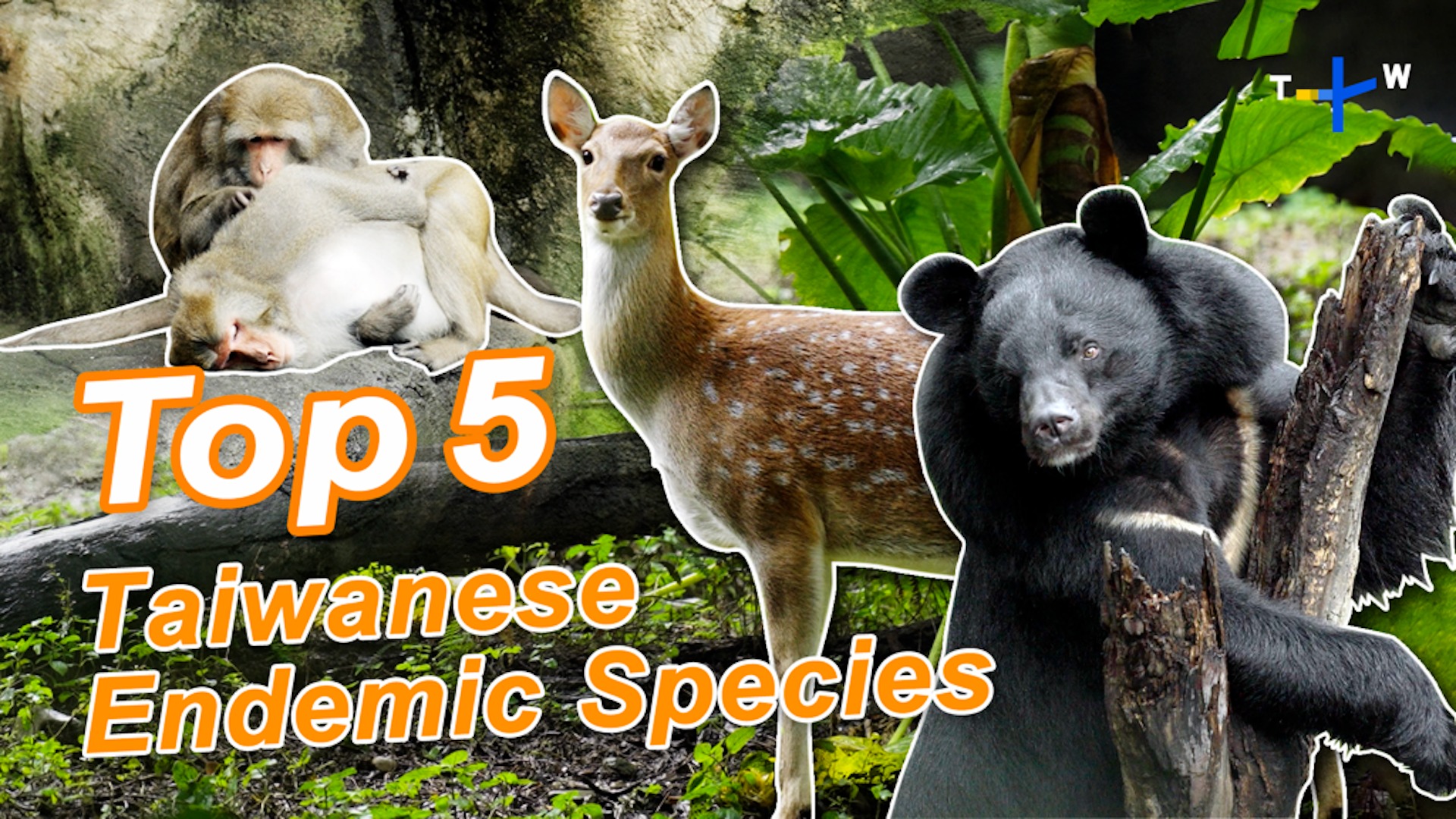Taiwan Top 5: Animals in Taiwan - TaiwanPlus