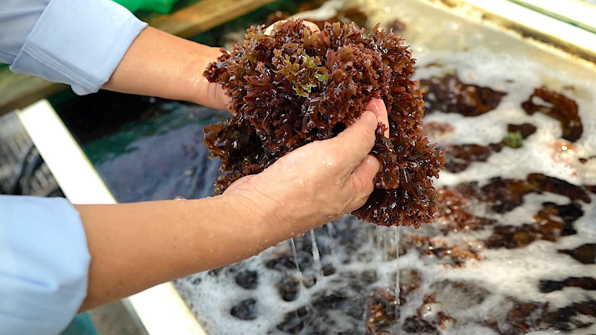 Taiwan's Seaweed Proves an Eco-Friendly Supercrop - TaiwanPlus
