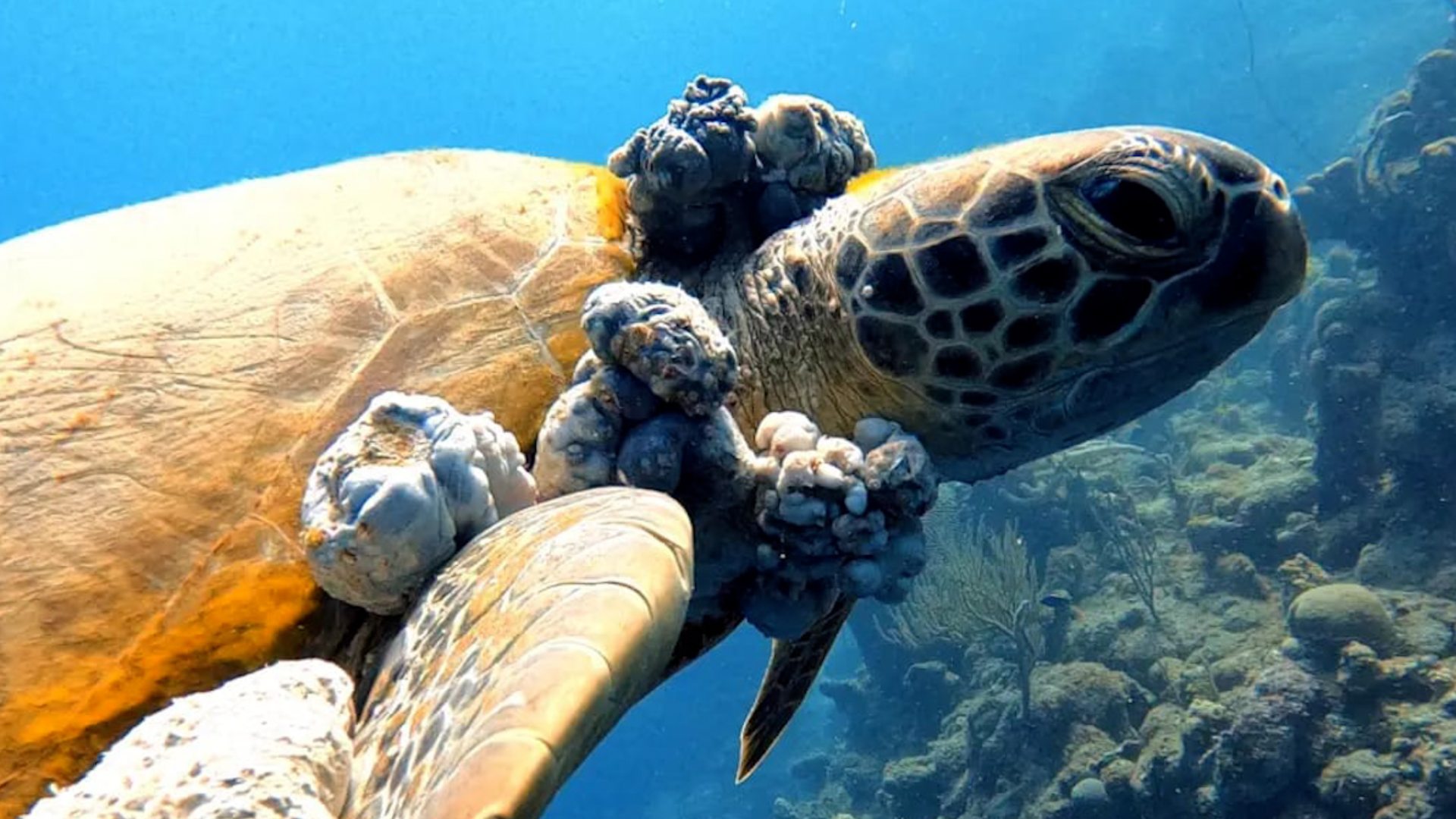 More Sea Turtles Appear With Tumors Around Taiwan - TaiwanPlus