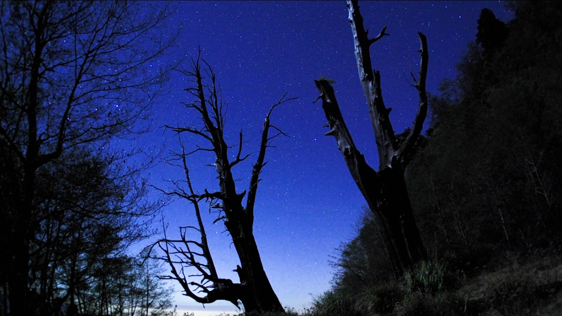 The Starry Skies: Dressing the Couple Trees in a Moonlight Wedding Gown - TaiwanPlus