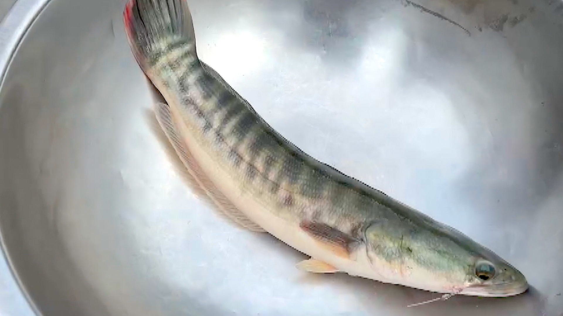 Invasive Species Fishing Competition in Central Taiwan - TaiwanPlus