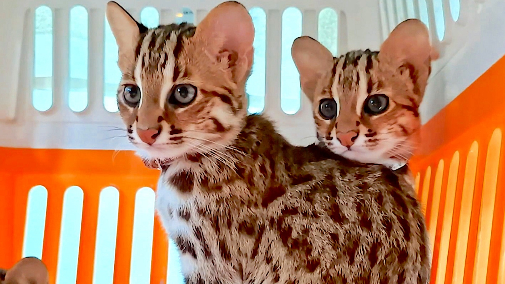 Taiwan’s Leopard Cat - TaiwanPlus