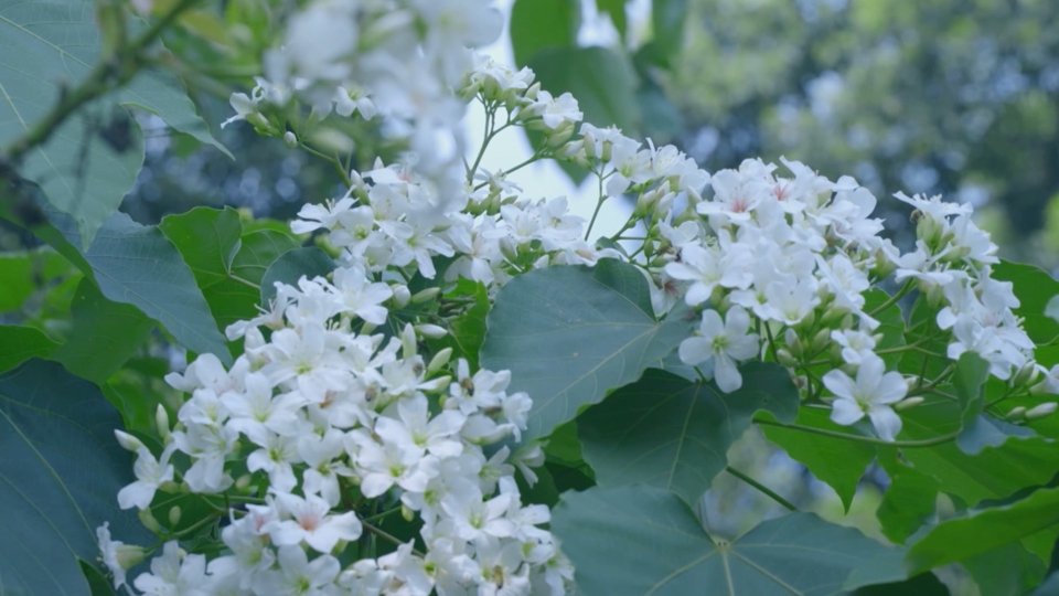 The Tung Trees - Man and Trees - TaiwanPlus