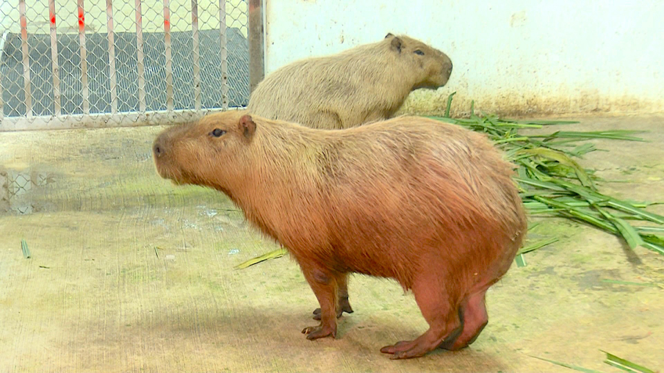 Kaoshiung's Shoushan Zoo To Reopen After US$18M Renovation - TaiwanPlus