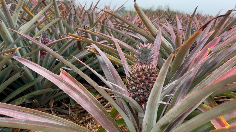 China Growing Taiwanese Pineapples Without Legal Rights - TaiwanPlus
