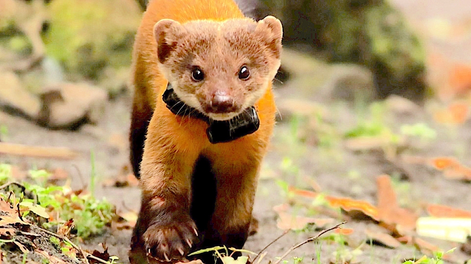 Animals - TaiwanPlus