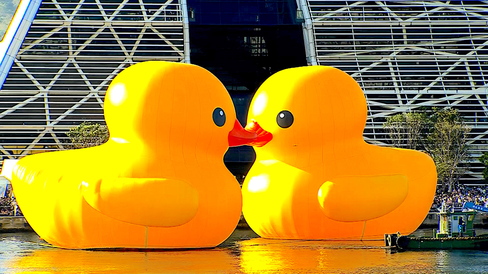 Kaohsiung's Giant Rubber Ducks Share Valentine's Day Kiss - TaiwanPlus