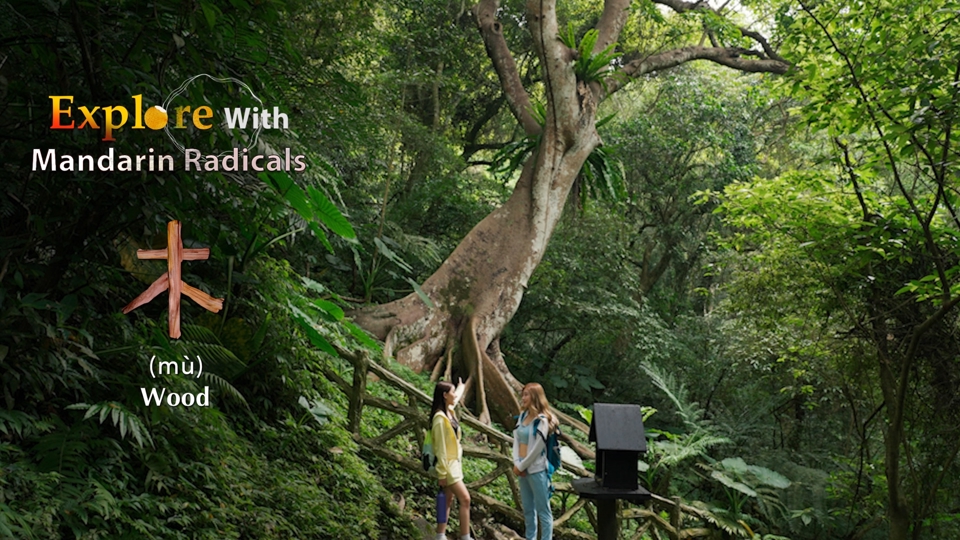 Wood Radicals Represent the Beauty of Nature! - Explore With Mandarin ...
