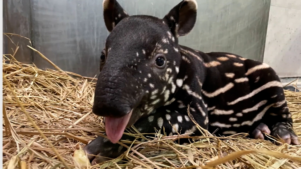 Taipei Zoo Says Endangered Tapir Died From Heat Stress - TaiwanPlus