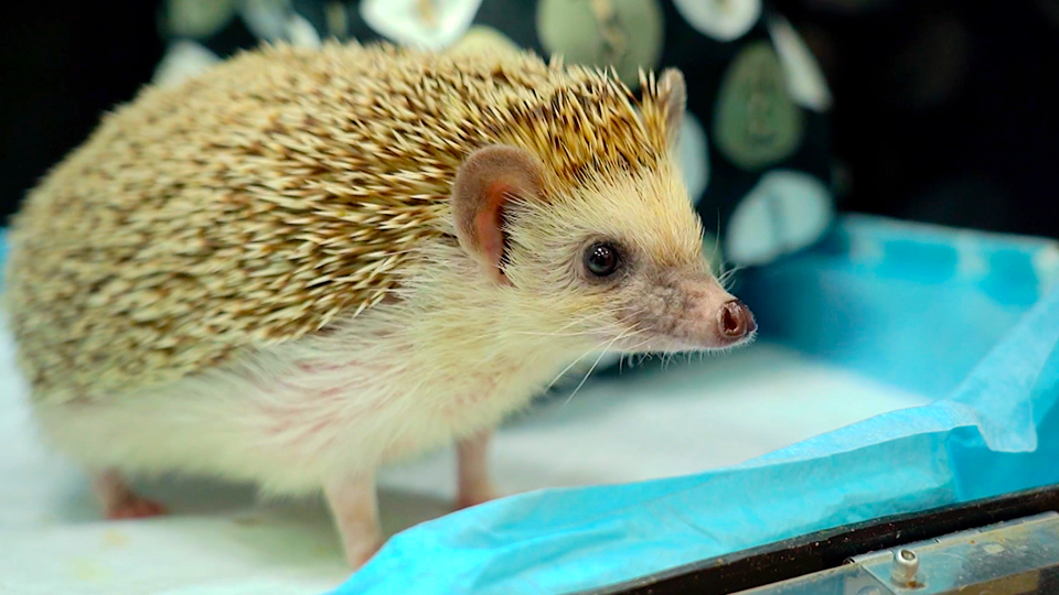 Animals - TaiwanPlus