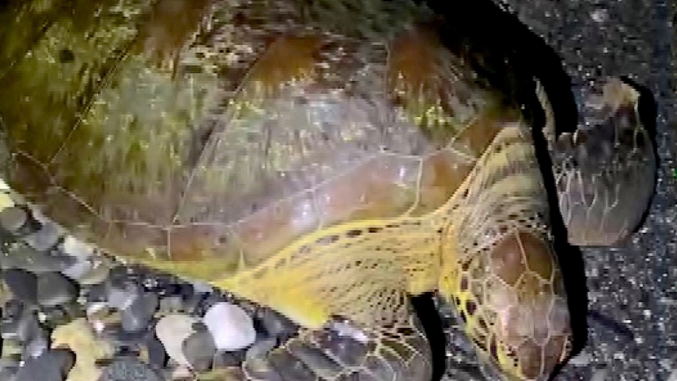 Sea Turtle Spotted in Taiwan's Yilan County for the First Time - TaiwanPlus