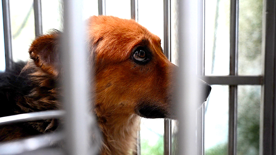 Taiwan's Stray Dogs Are Attacking Country's Wildlife - TaiwanPlus