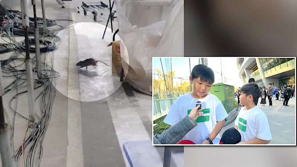 Rat Infestation Latest of Troubles Facing Newly Opened Taipei Dome ...