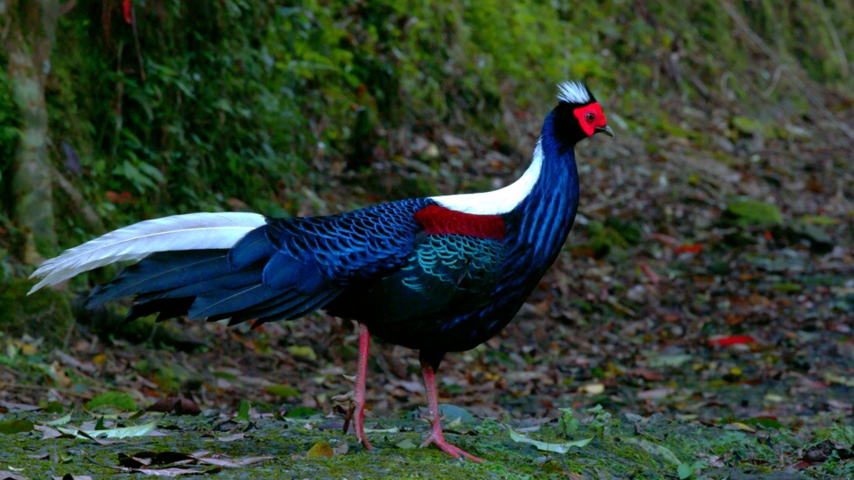Wild Birds: Swinhoe's Pheasant - TaiwanPlus
