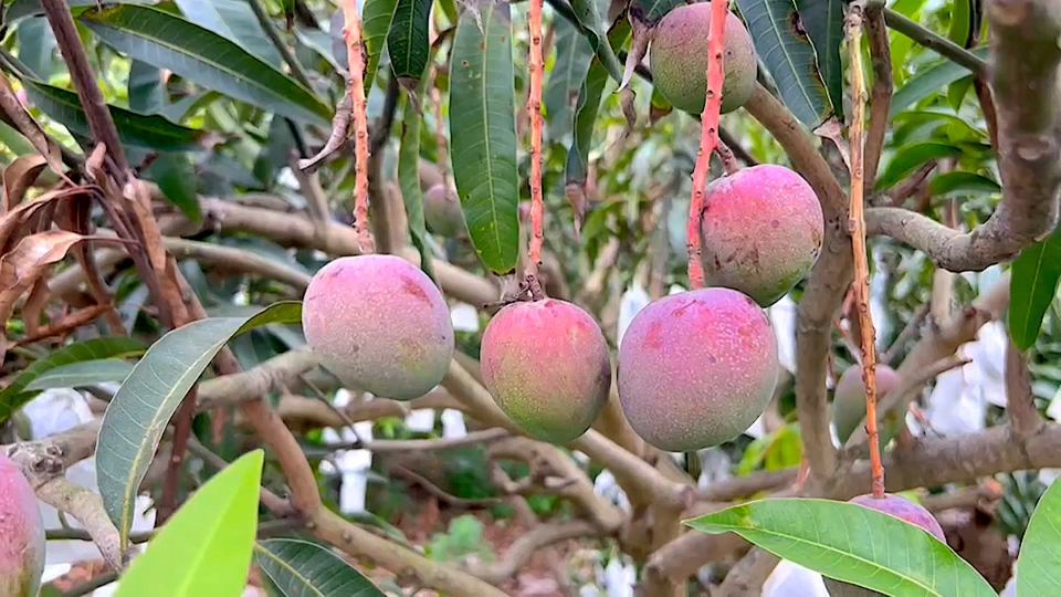 Recent Rains Boost Mango Harvest - TaiwanPlus