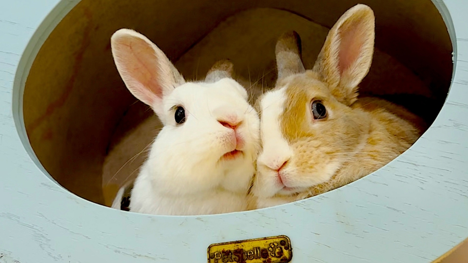 Animals - TaiwanPlus