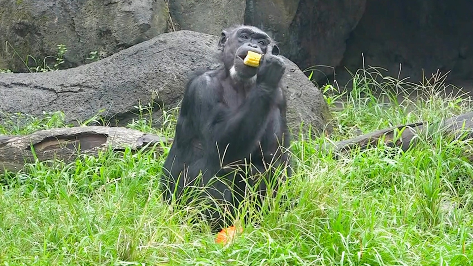Taipei Zoo's Teenage Chimp Plays With His Food - TaiwanPlus