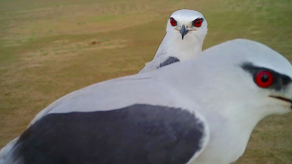 Welcome Guests: Black-Winged Kites - TaiwanPlus