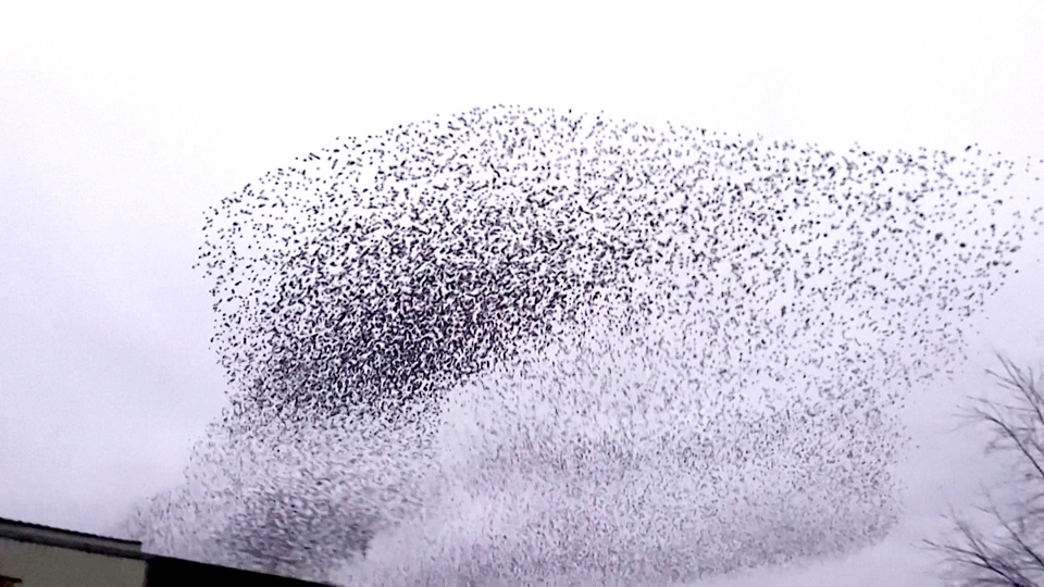 Thousands of Birds Flock Together in Southwest England - TaiwanPlus