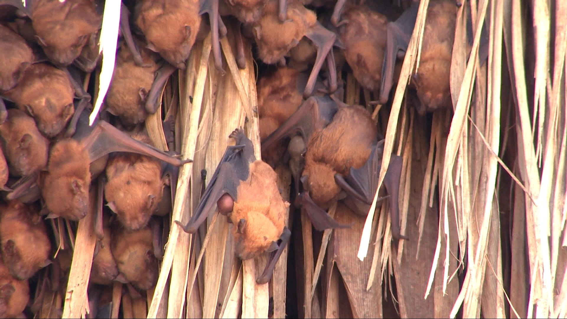 Our Island: People Who Protect Bats - TaiwanPlus