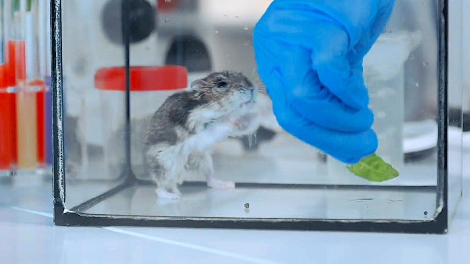 New AI System Frees Animals From Tests - TaiwanPlus