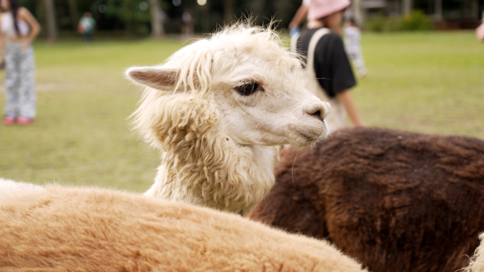 Taiwan, Where the 'Grass Mud Horse' Alpaca Meme Roams Free - TaiwanPlus