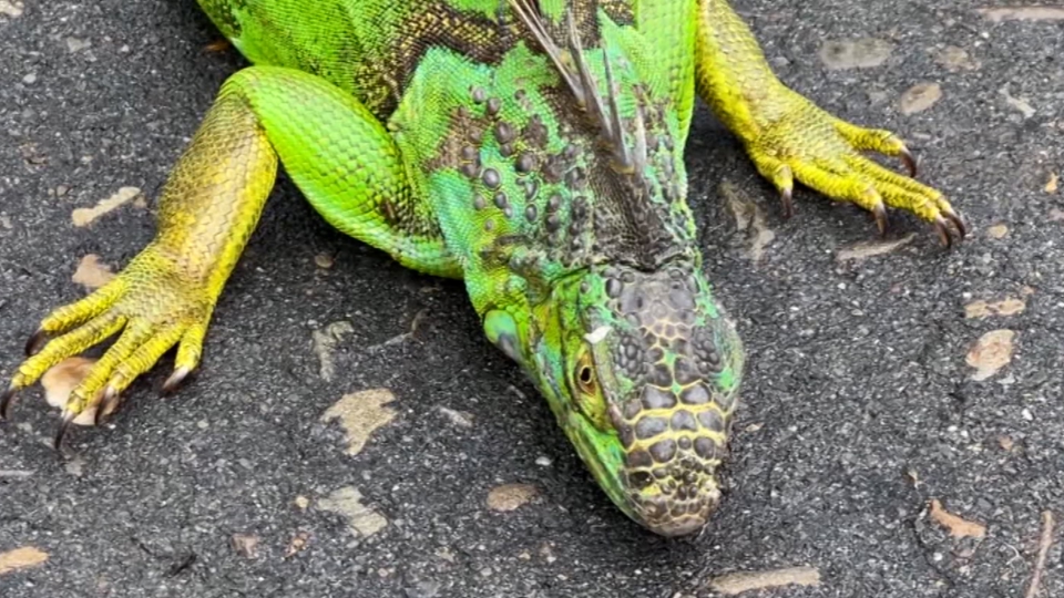 Local Governments in Taiwan To Remove Invasive Green Iguanas - TaiwanPlus