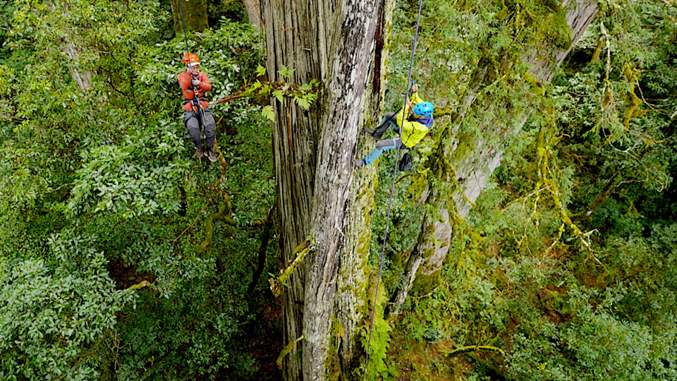 Tallest tree in Taiwan and East Asia - TaiwanPlus