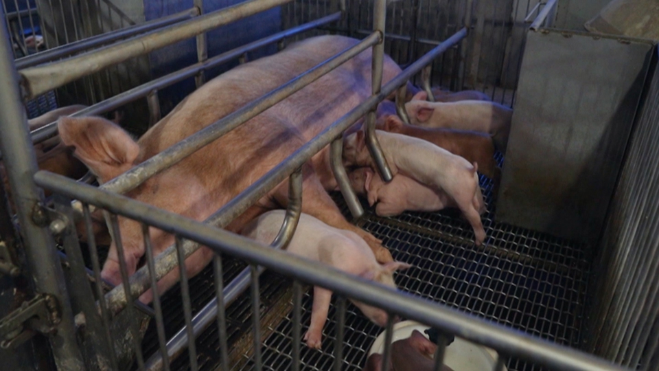 Taiwan Ends Mandatory Swine Fever Vaccination For Pigs - TaiwanPlus