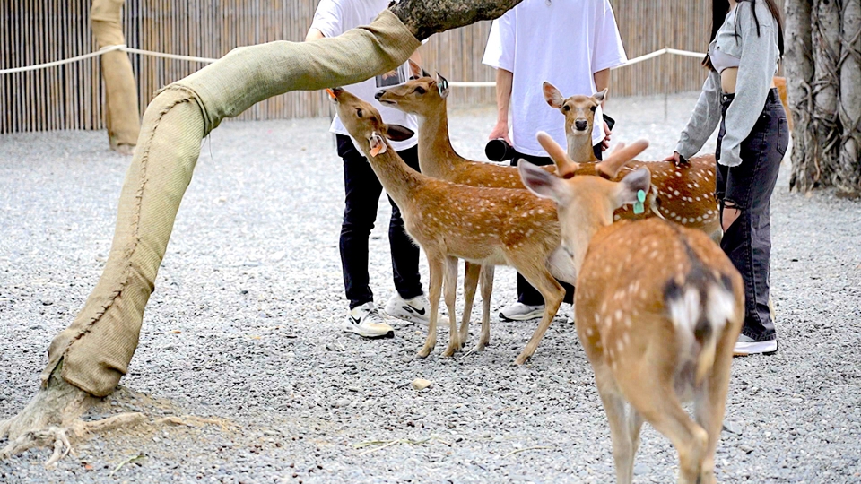 Animals - TaiwanPlus