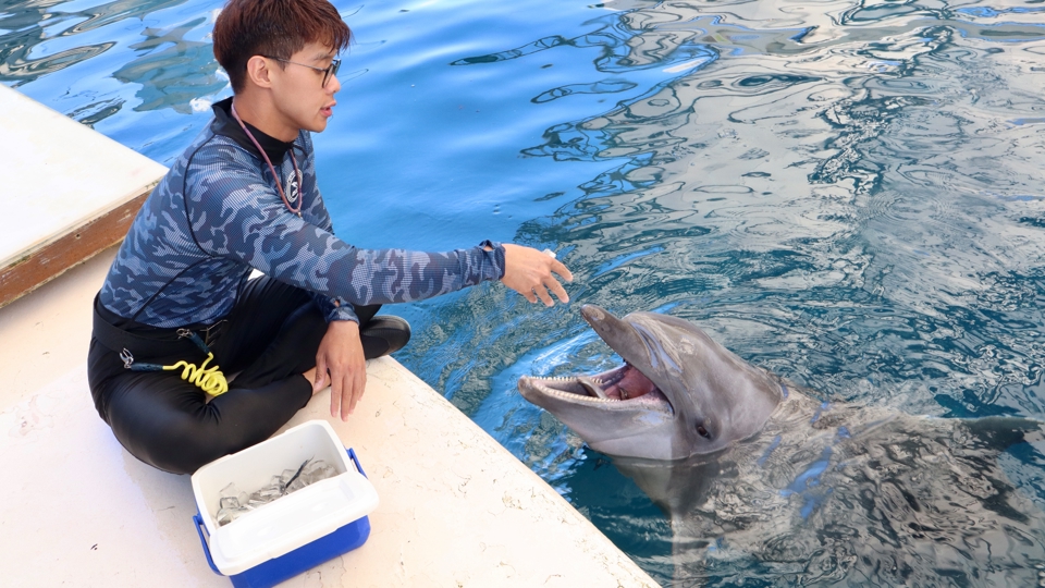 Animals - TaiwanPlus