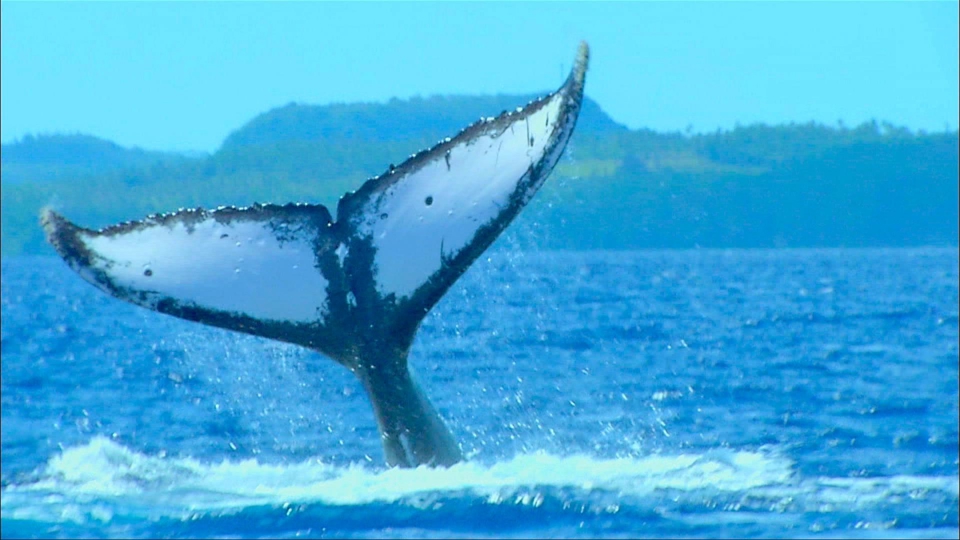 Ocean: Swimming With Humpback Whales - TaiwanPlus
