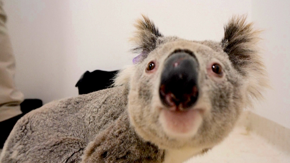 Scientists Rush To Aid Koalas Battling Chlamydia With New Vaccine ...