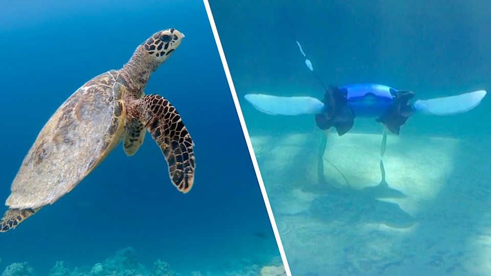 Yale Scientists Develop Amphibious Robot Turtle - TaiwanPlus