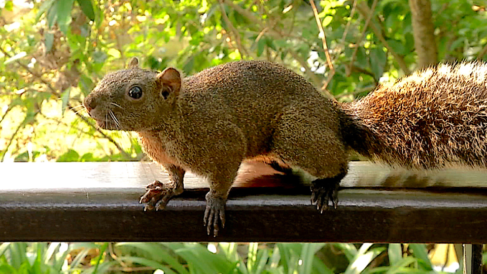 Animals - TaiwanPlus