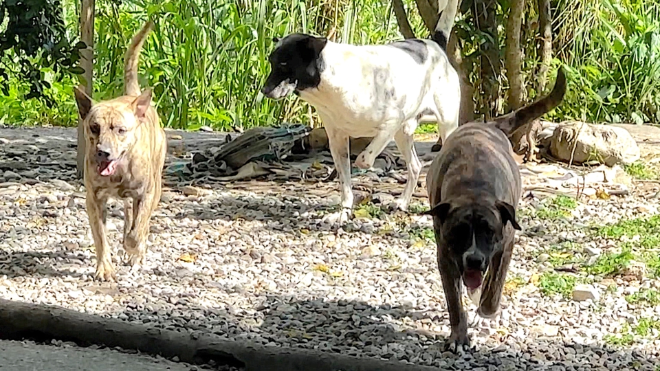 Animals - TaiwanPlus